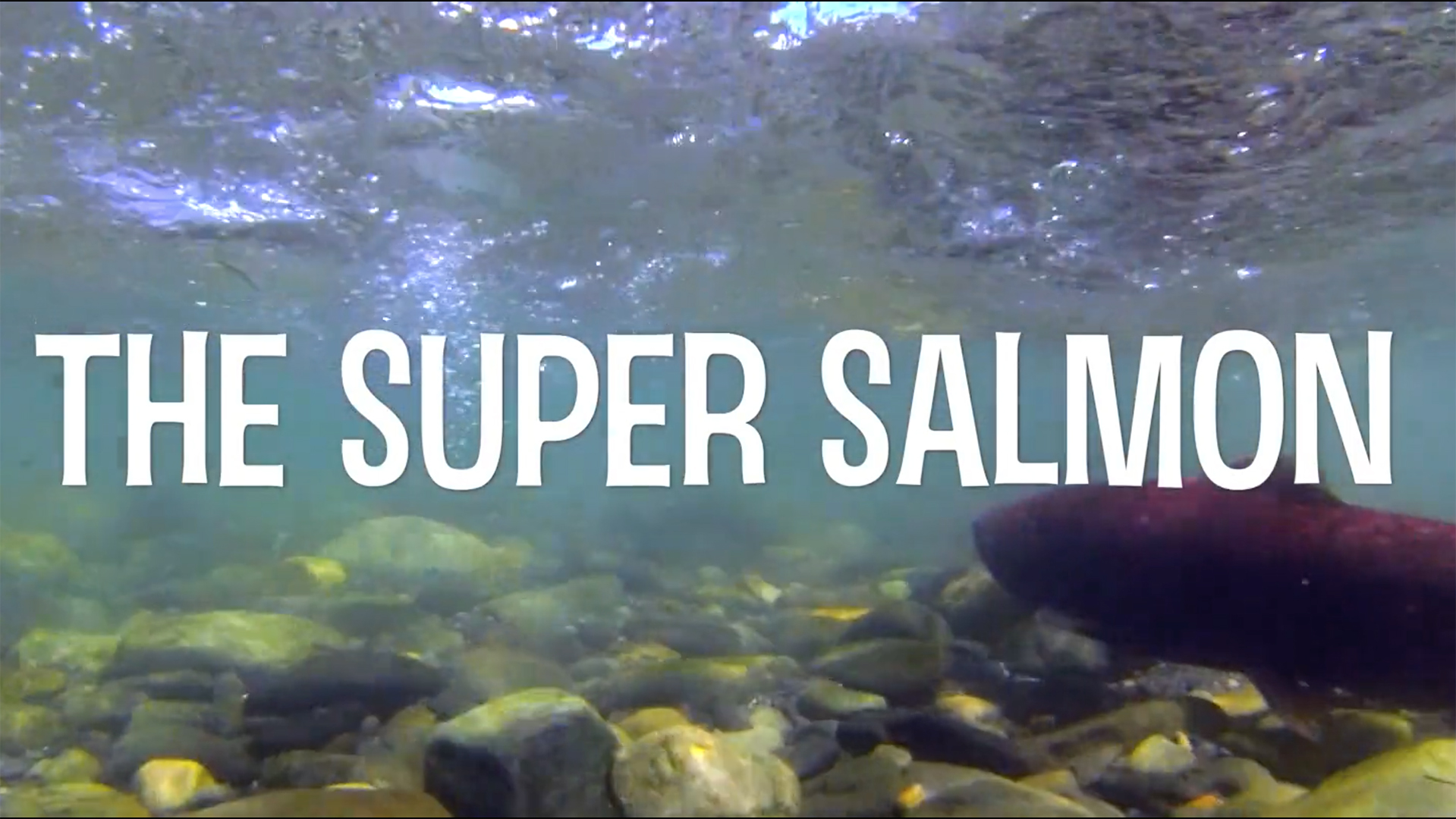 Super Salmon Of Alaska